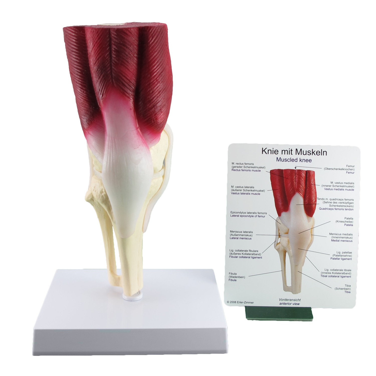 แบบจำลองข้อต่อหัวเข่าและกล้ามเนื้อ (ยืดหยุ่นตามจริง)