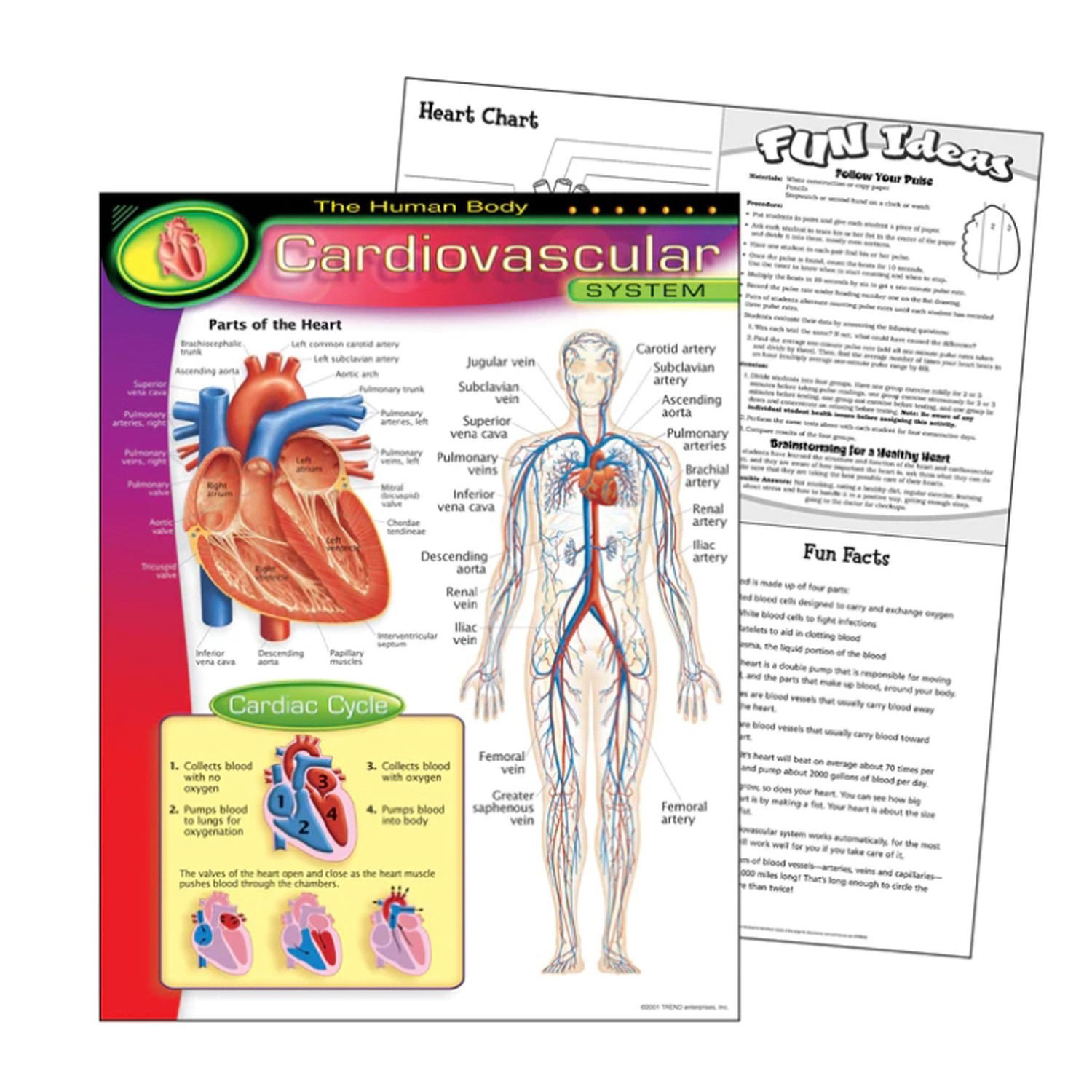 PT-H001โปสเตอร์ระบบหัวใจ2