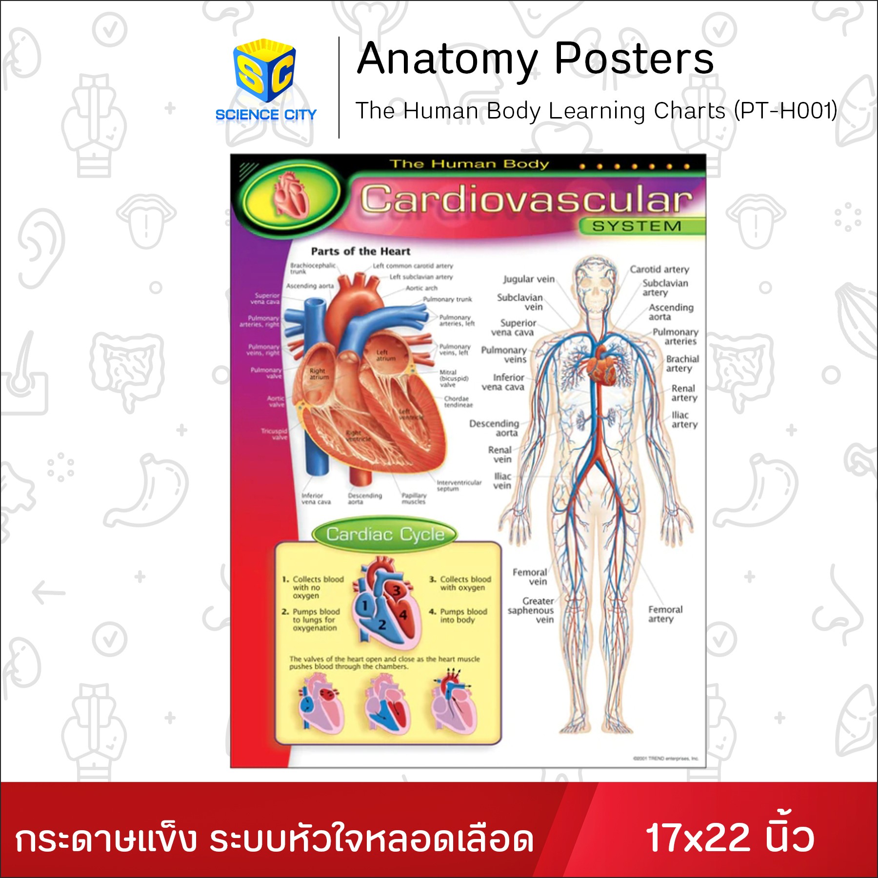 PT-H001โปสเตอร์ระบบหัวใจWL(1)