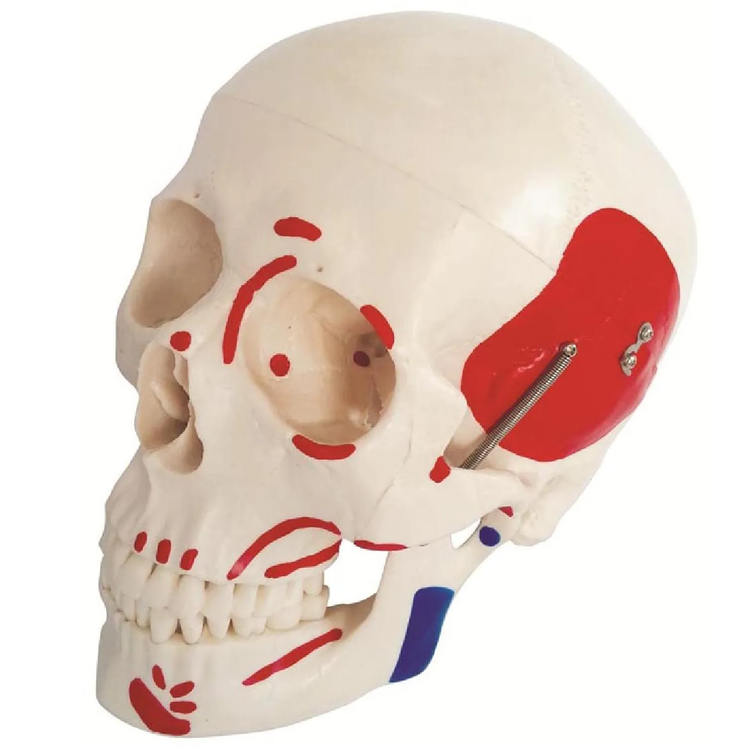 แบบจำลองกะโหลกศีรษะมนุษย์ แสดงจุดเกาะกล้ามเนื้อ