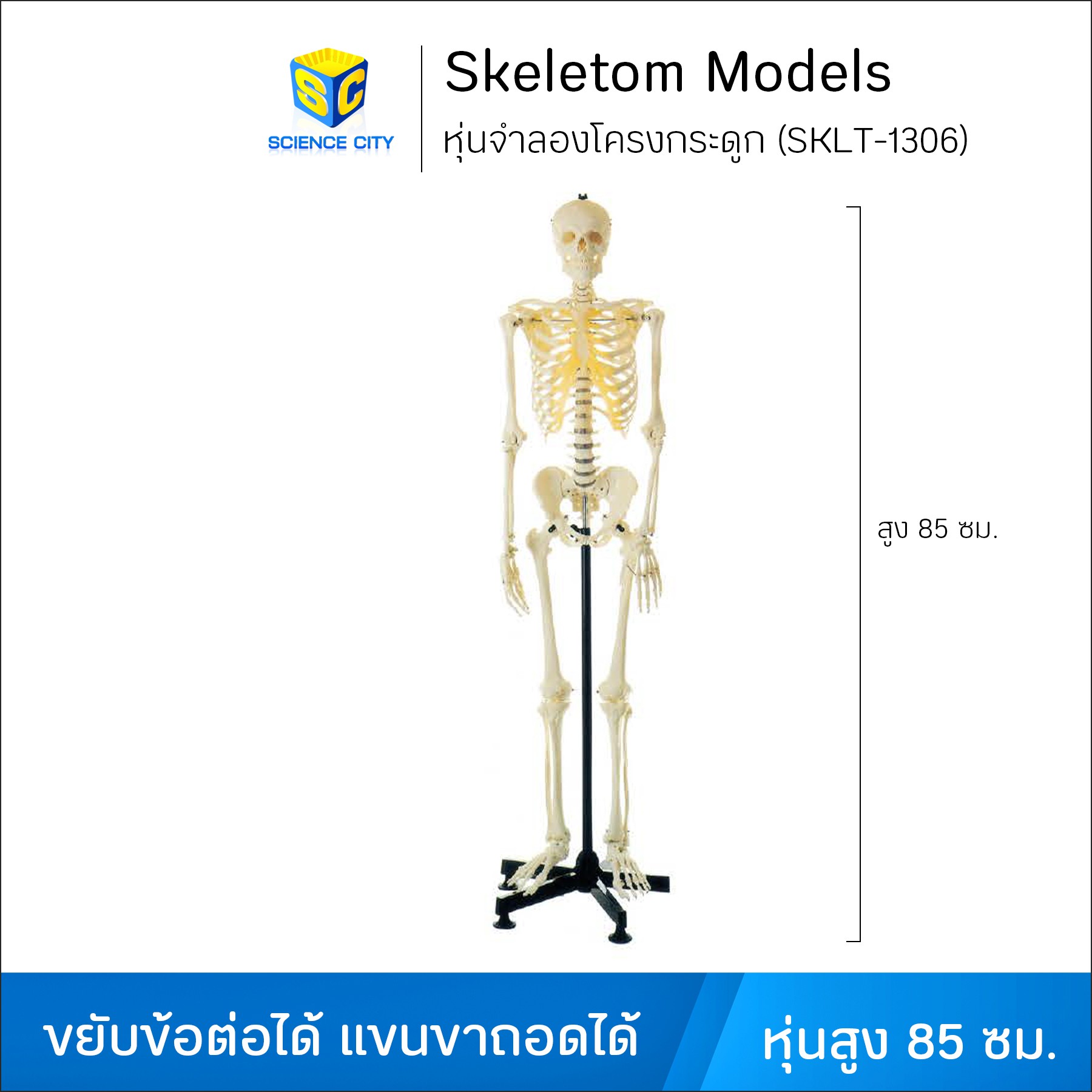 หุ่นจำลองโครงกระดูกมนุษย์เต็มตัว 85 ซม.