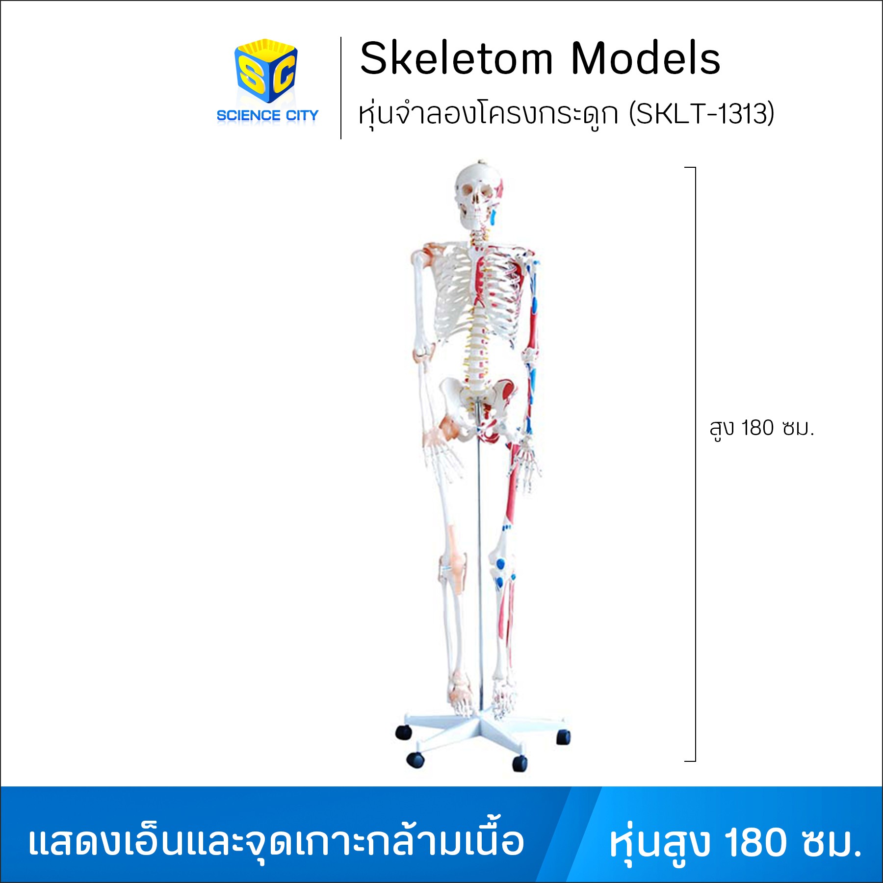 SKLT-1313หุ่นจำลองโครงกระดูกWL(1)