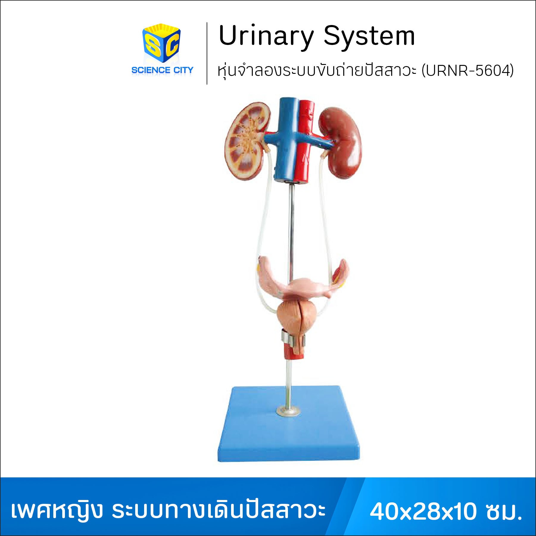 หุ่นจำลองไตและระบบทางเดินปัสสาวะเพศหญิง