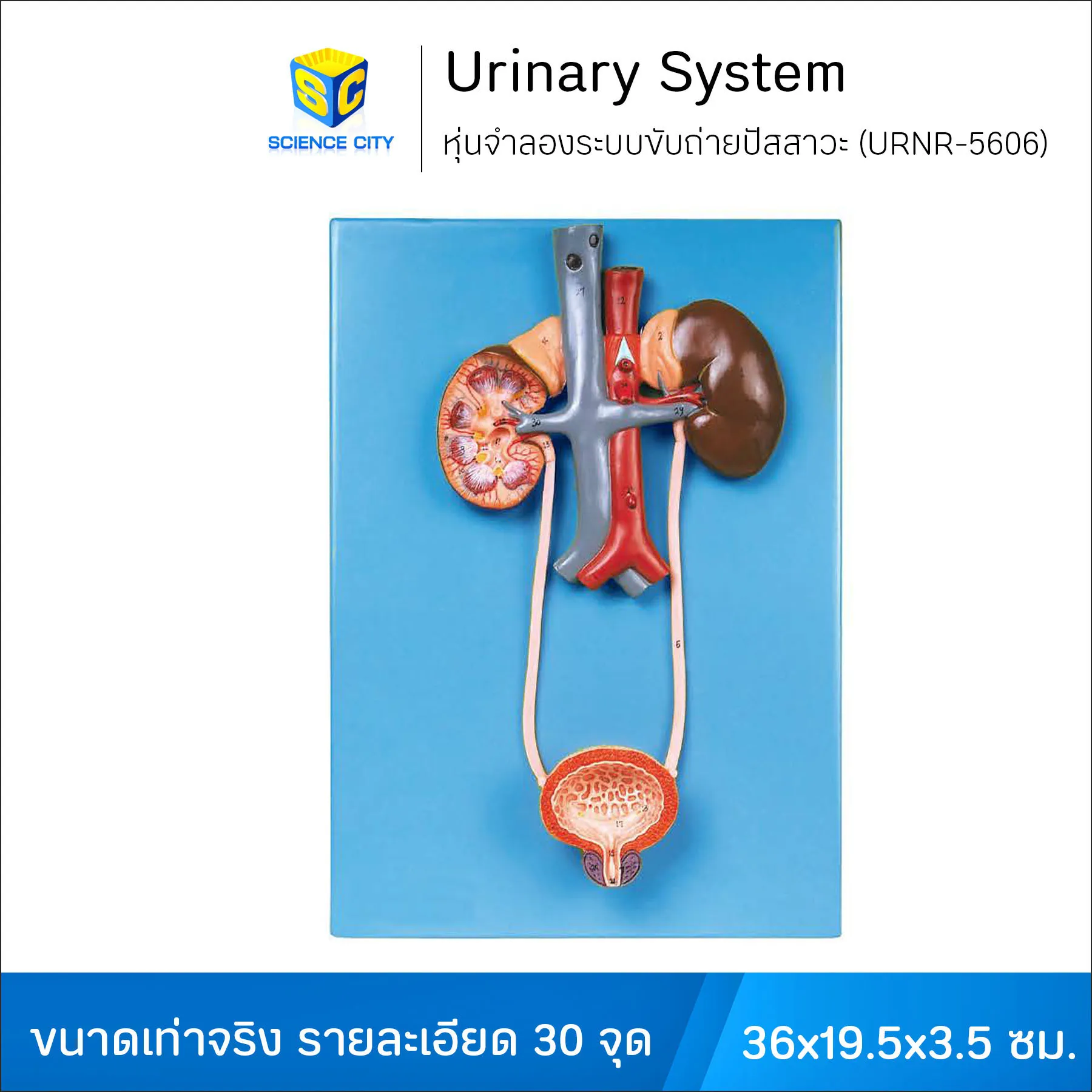แบบจำลองระบบทางเดินปัสสาวะ