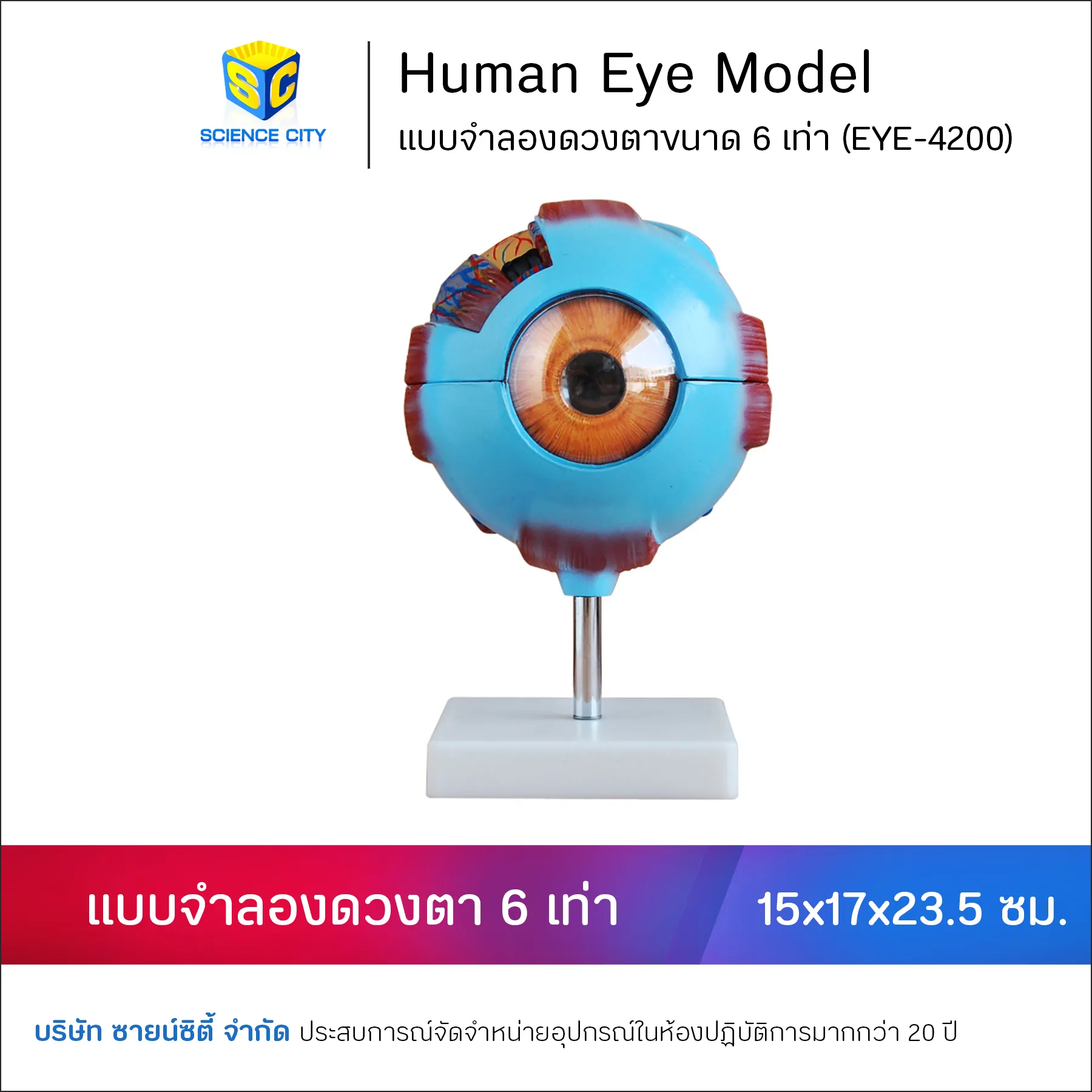 แบบจำลองดวงตาขนาด 6 เท่า