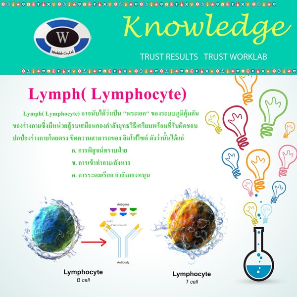 Lymphocyte
