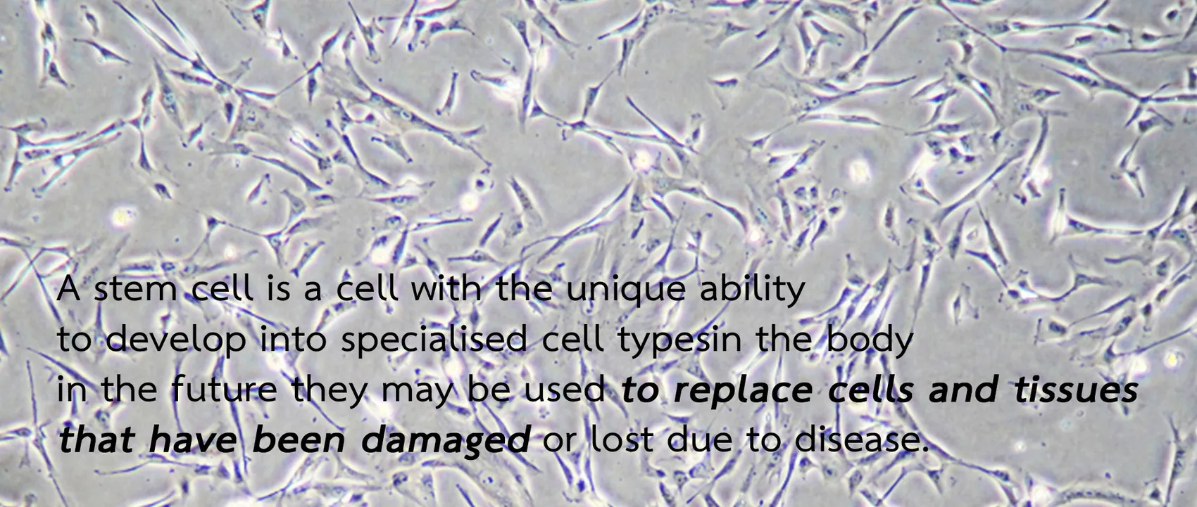 Bacillus Subtilis Under Microscope