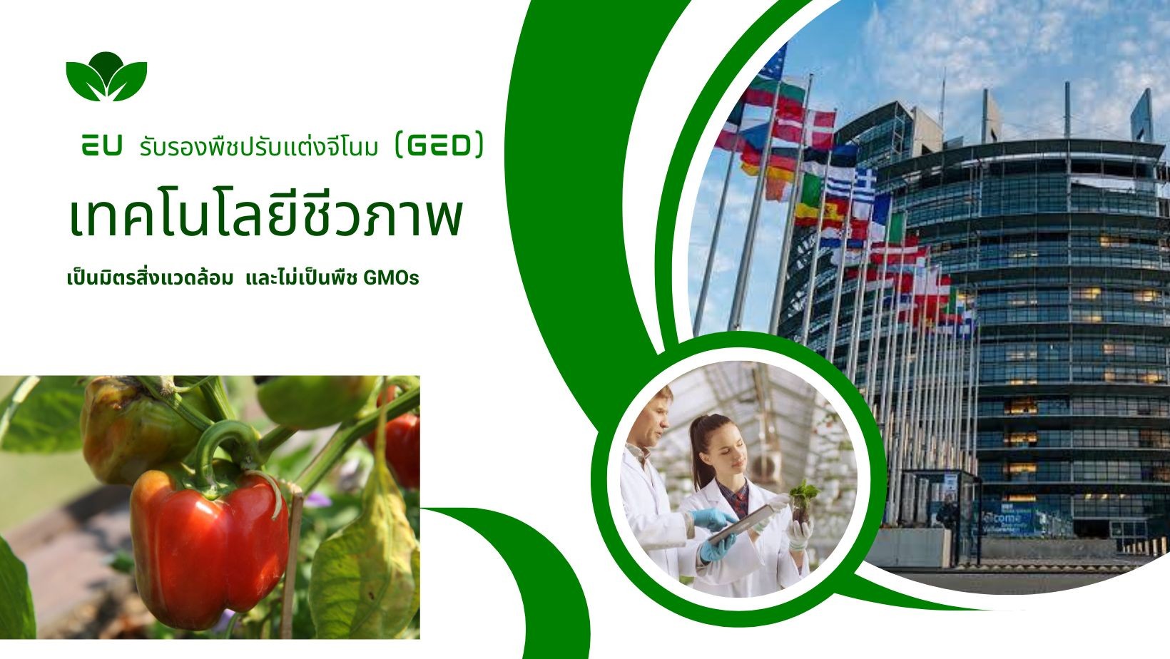 EU รับรองพืชปรับแต่งจีโนม (GEd) เทคโนโลยีชีวภาพเป็นมิตรสิ่งแวดล้อม และไม่เป็นพืช GMOs