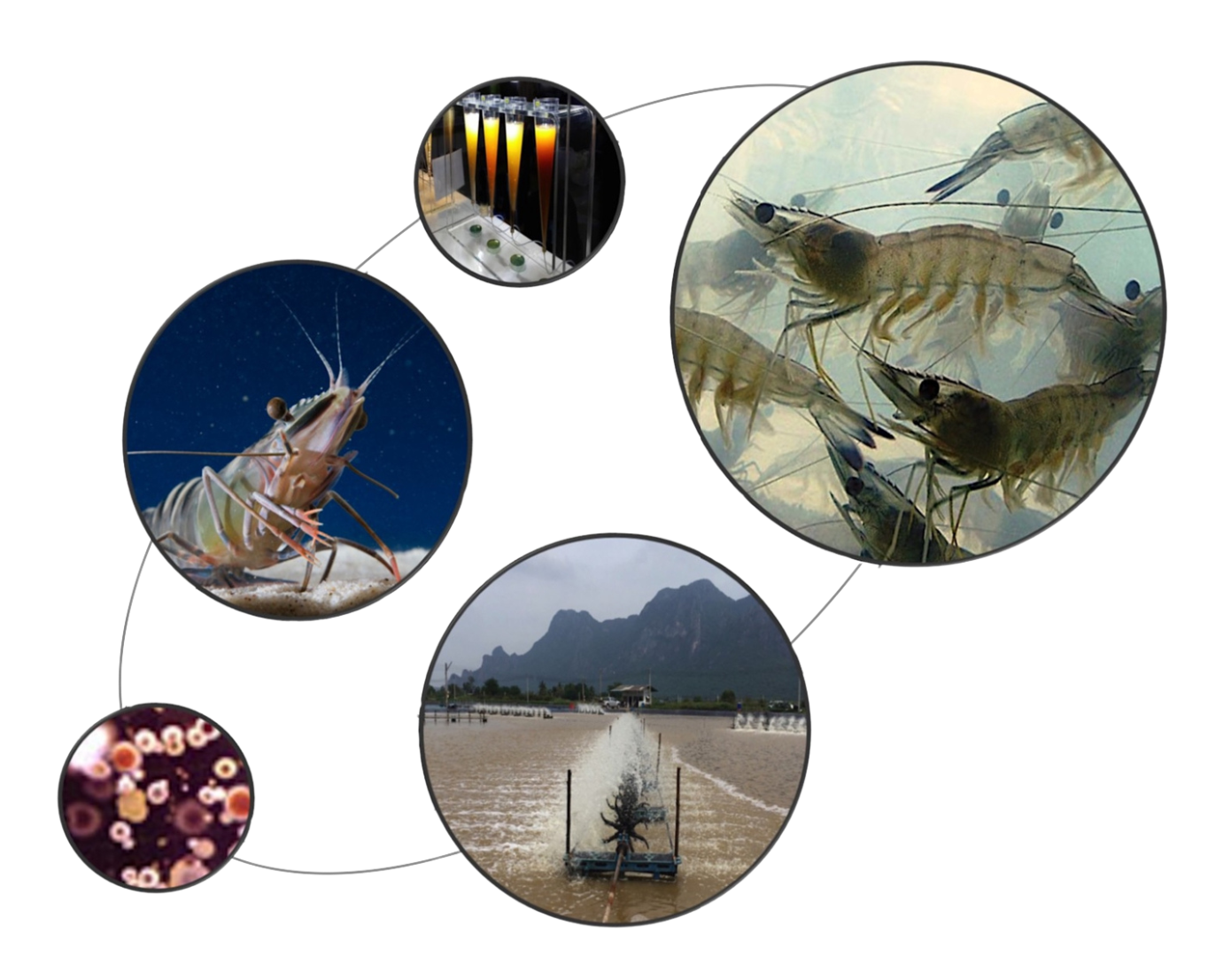 Baxel - Bioshrimp’s Premier Solutions for Advanced Aquaculture"