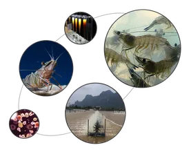 Aquamimicry Organic Shrimp and Fish Farming | Advanced Biotechnology by ...