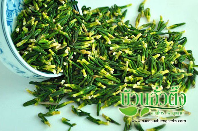 ดีบัว สวย คุณภาพดี (Lotus Embryo)