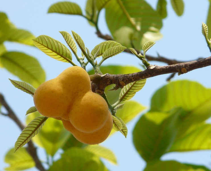 สารสกัดมะหาด, MAHAAD EXTRACT, ต่อต้านอนุมูลอิสระ, Mahaad Extract Liquid ...