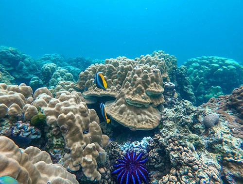 One day tour, explore the Trang sea, 4 islands, depart from Pak Meng ...