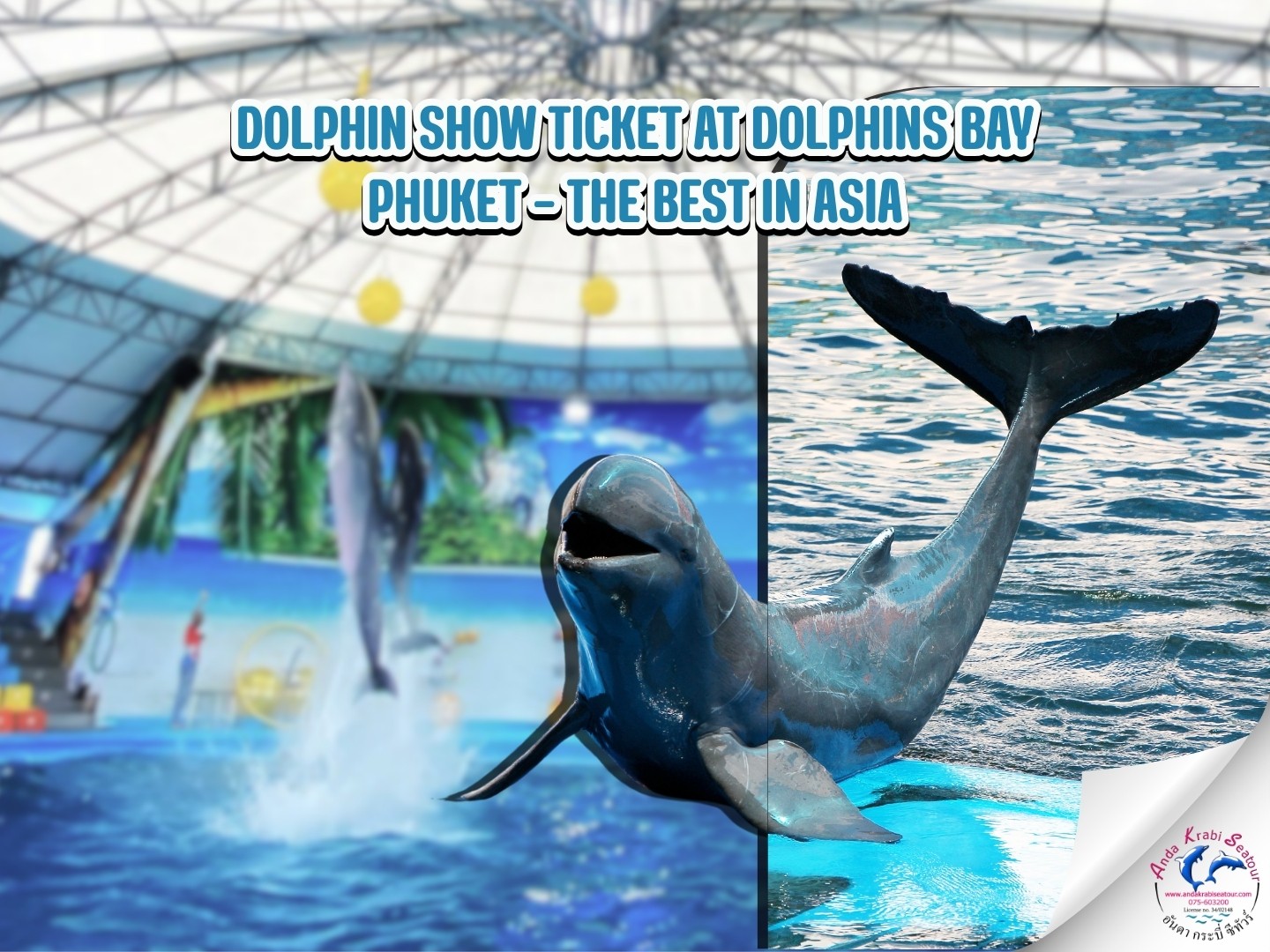 Dolphin Show Ticket at Dolphins Bay Phuket – The Best in Asia