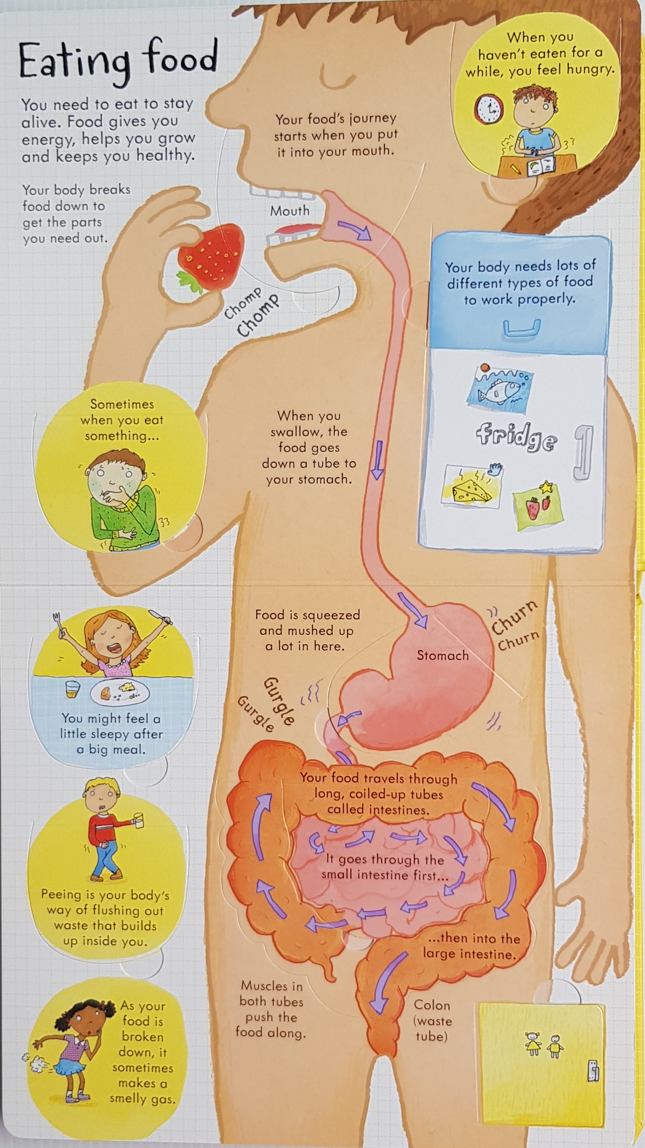 Look inside Your Body
