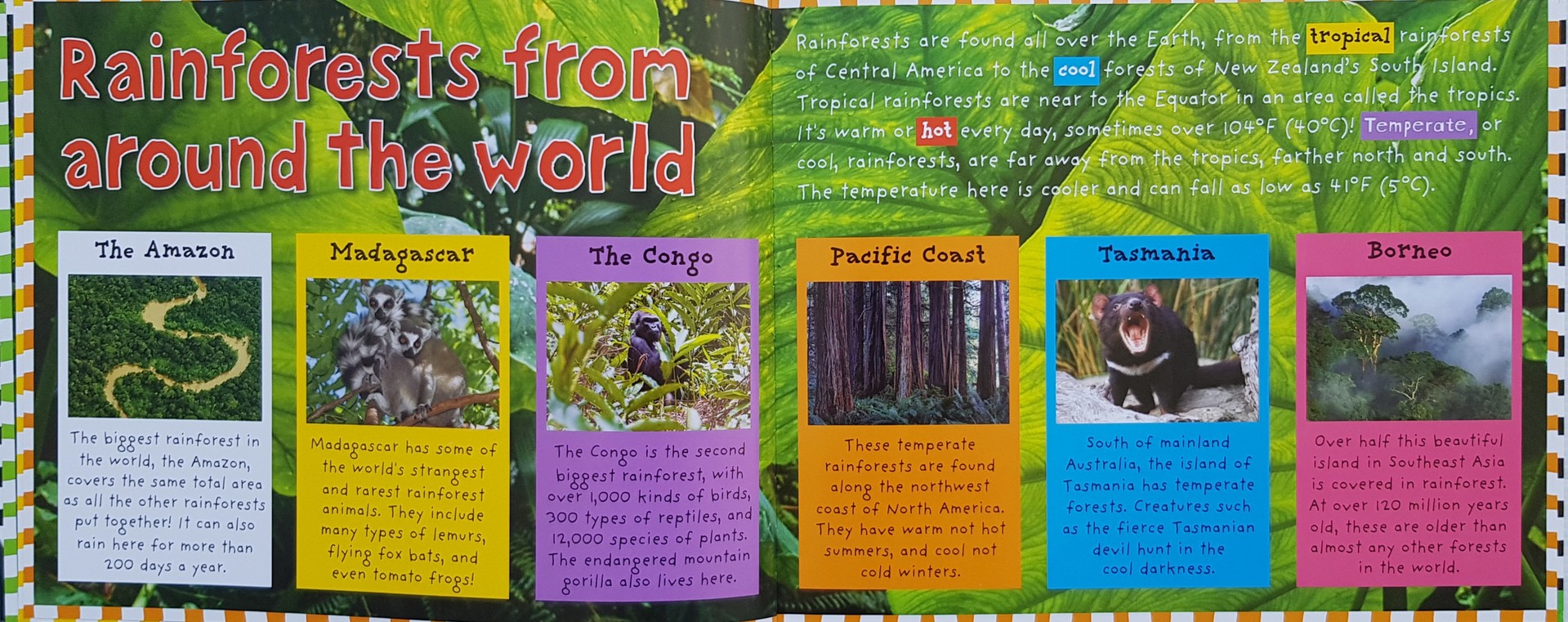 Rainforest: Smart Kids