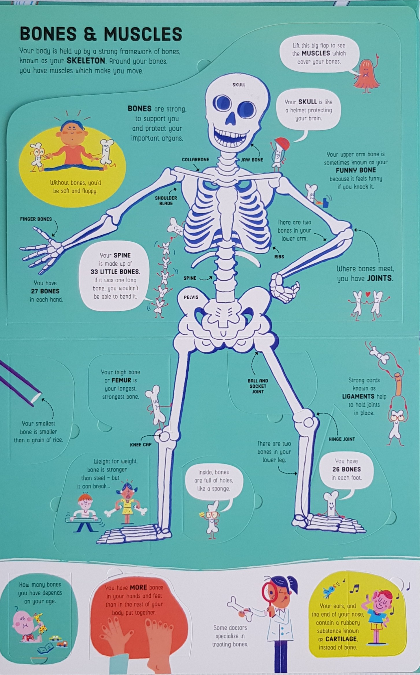 Lift-the-flap How Your Body Works