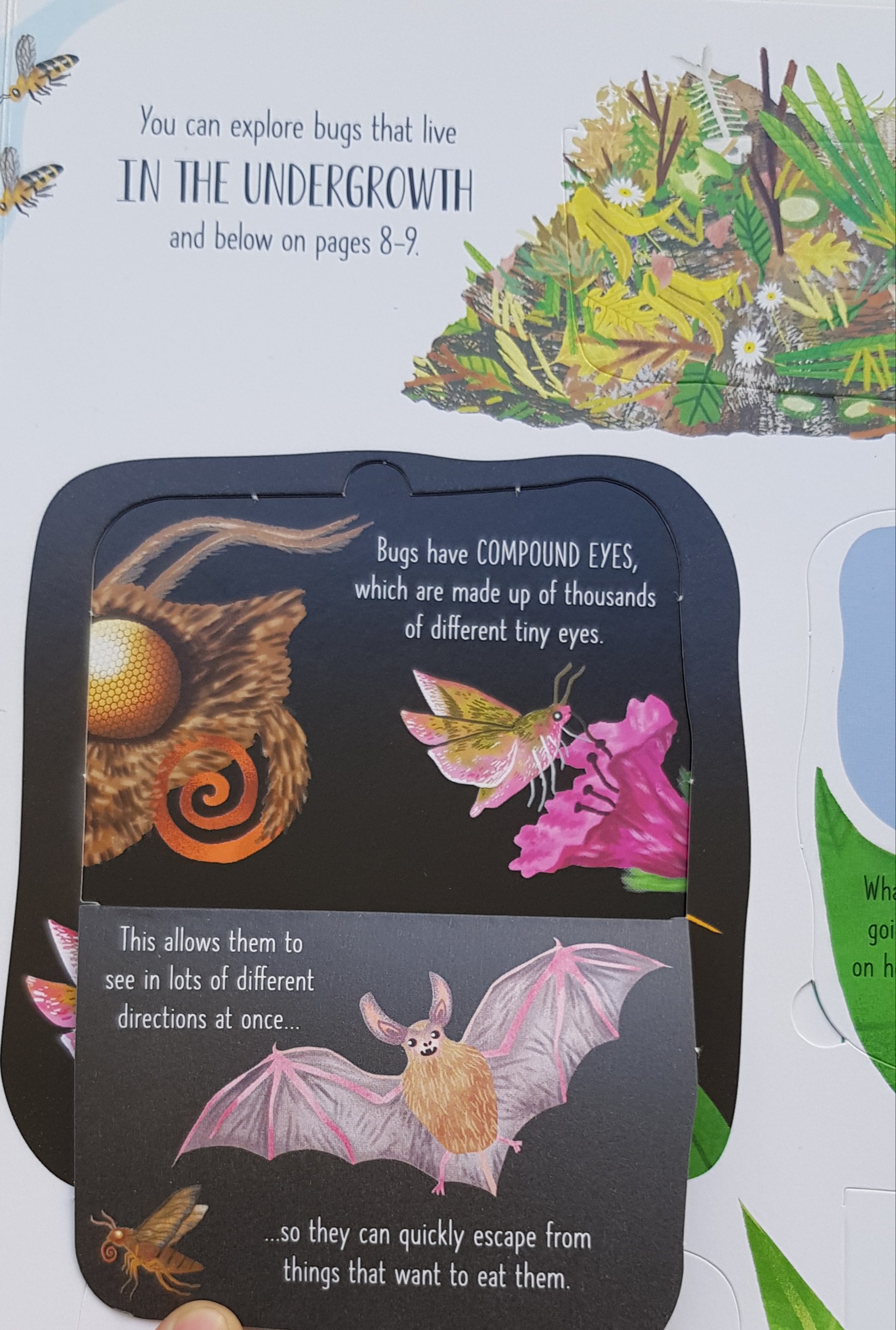Lift-the-Flap Bugs and Butterflies