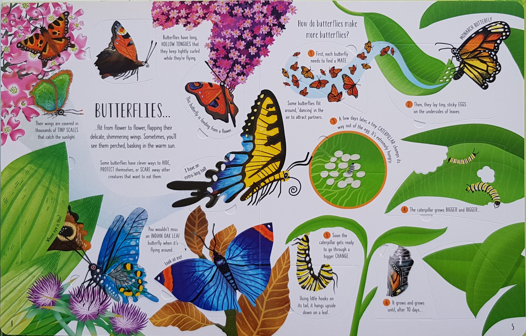 Lift-the-Flap Bugs and Butterflies