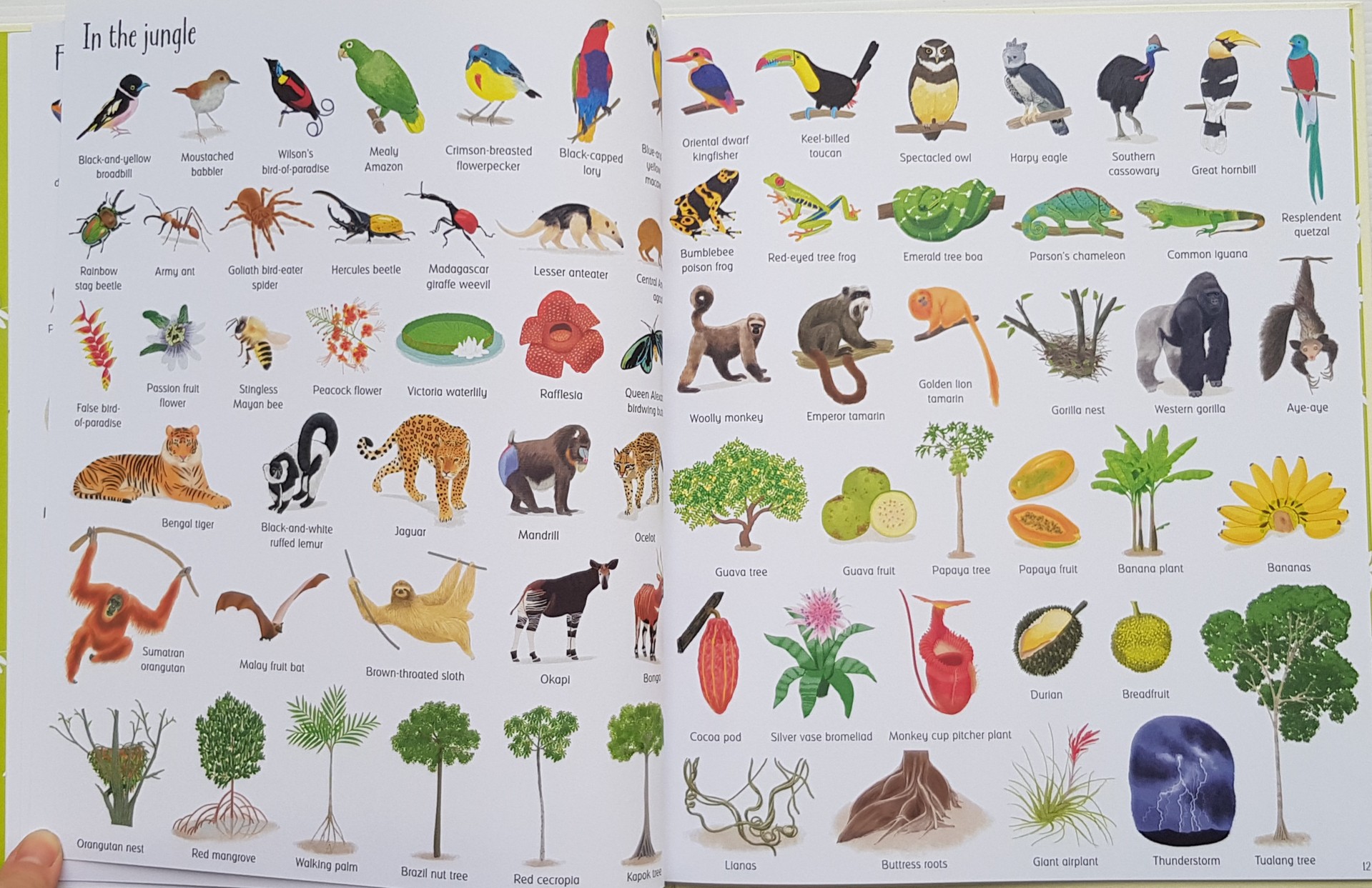 1000 Things in Nature