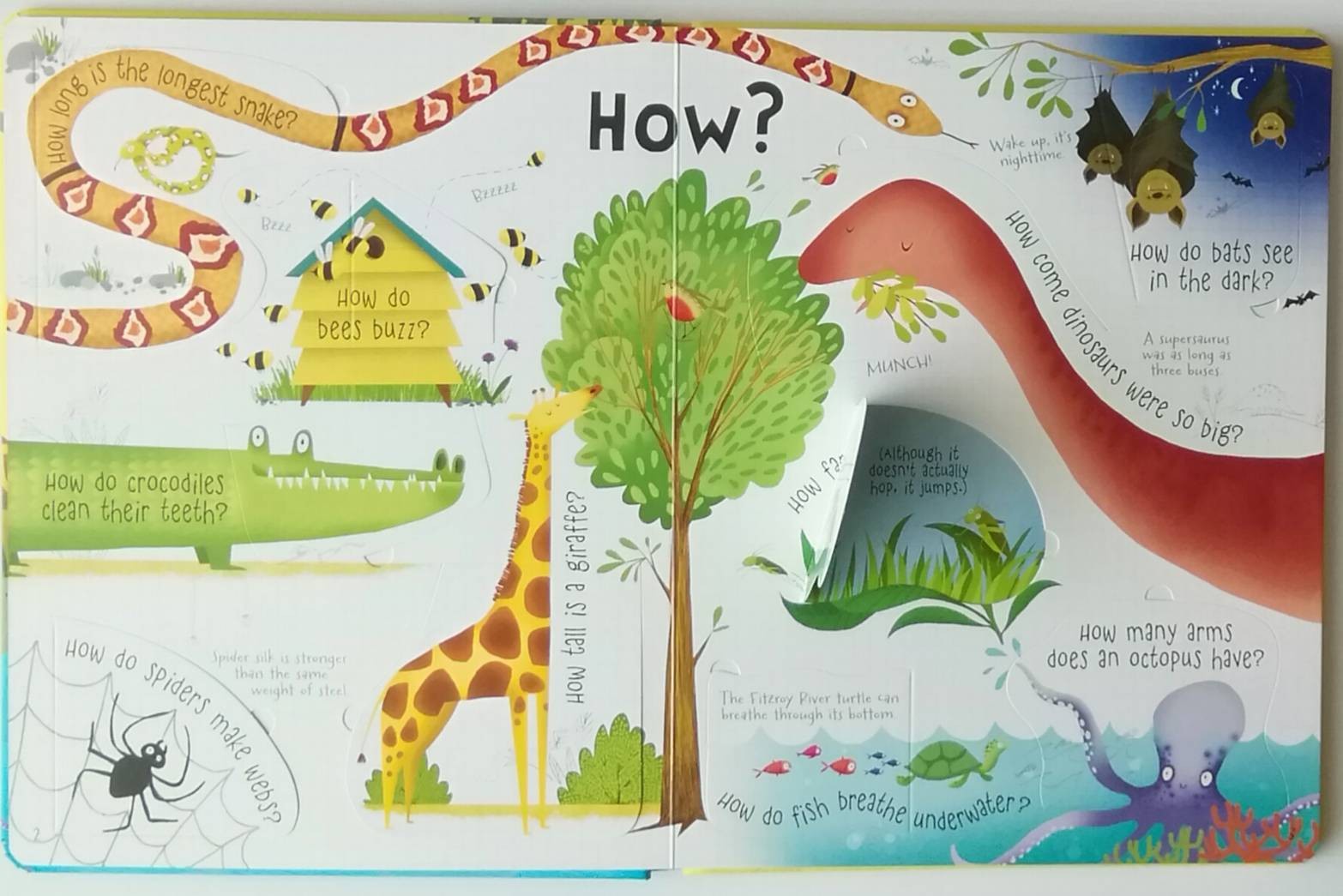 Lift the Flap Questions & Answers about Animals