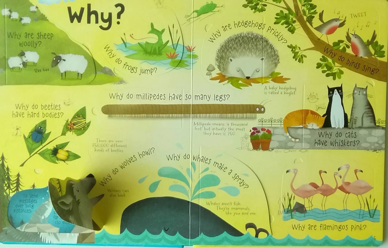 Lift the Flap Questions & Answers about Animals