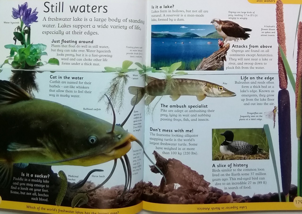 First Children's Encyclopedia