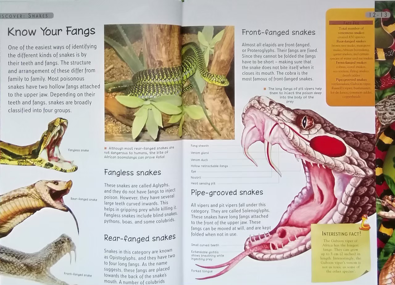 Discover The World of Snakes