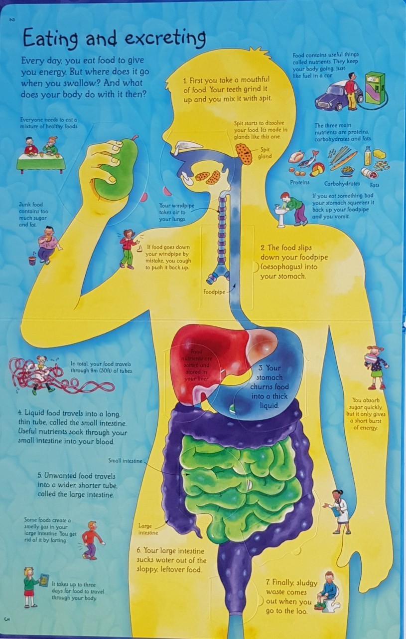 See Inside Your Body