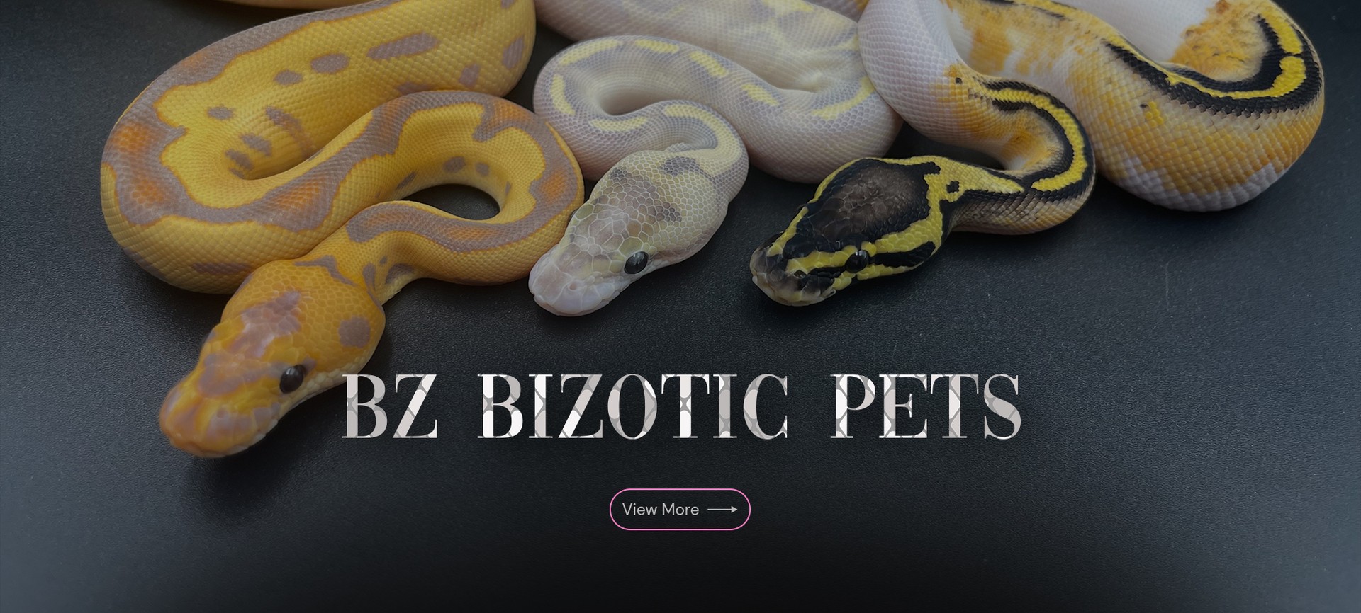 Leopard Enchi YB MALE 2