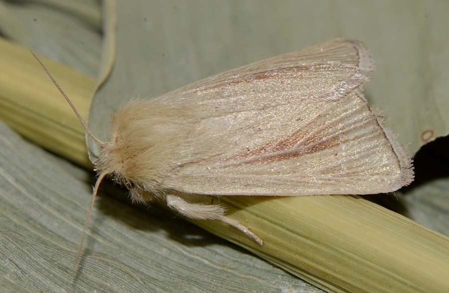 หนอนกอข้าว