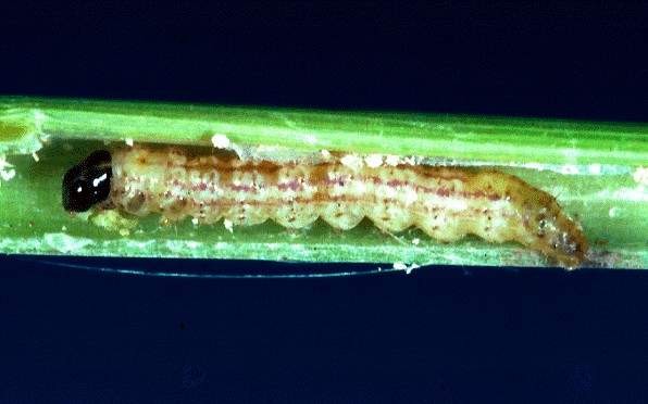 หนอนกอข้าว