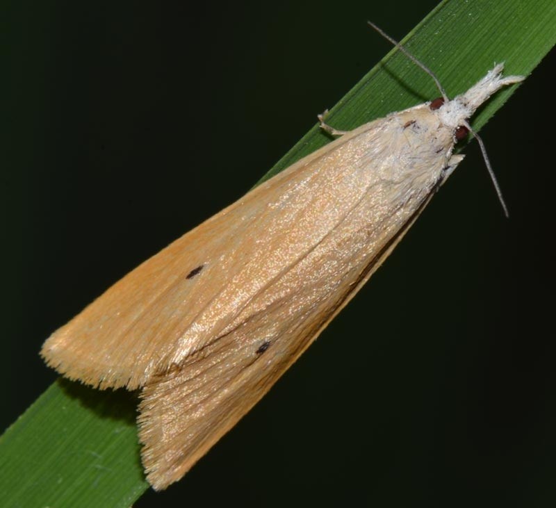 หนอนกอข้าว