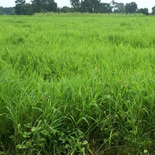 เมล็ดพันธุ์หญ้ารูซี่ (Ruzi Grass) กิโลกรัมละ 120 บาท
