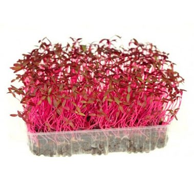 Microgreens Red Amaranth