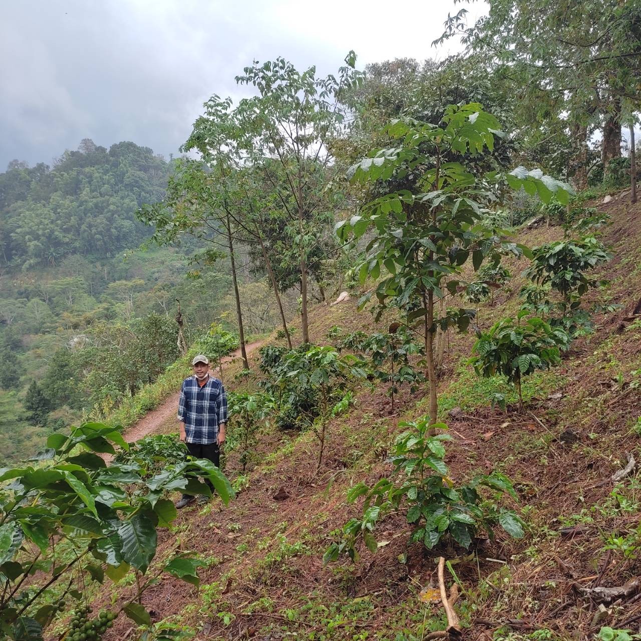 Thailand, Chiang Rai, Doi Chang, Sirinya Coffee