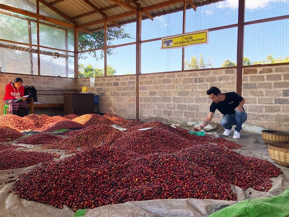 Myanmar, Shan State, Ywangan, Amayar Coffee