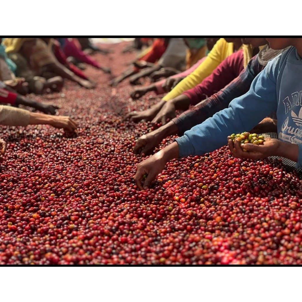 Ethiopia Yirgacheffe Aricha Adorsi, Fully Washed Process, Light Roast