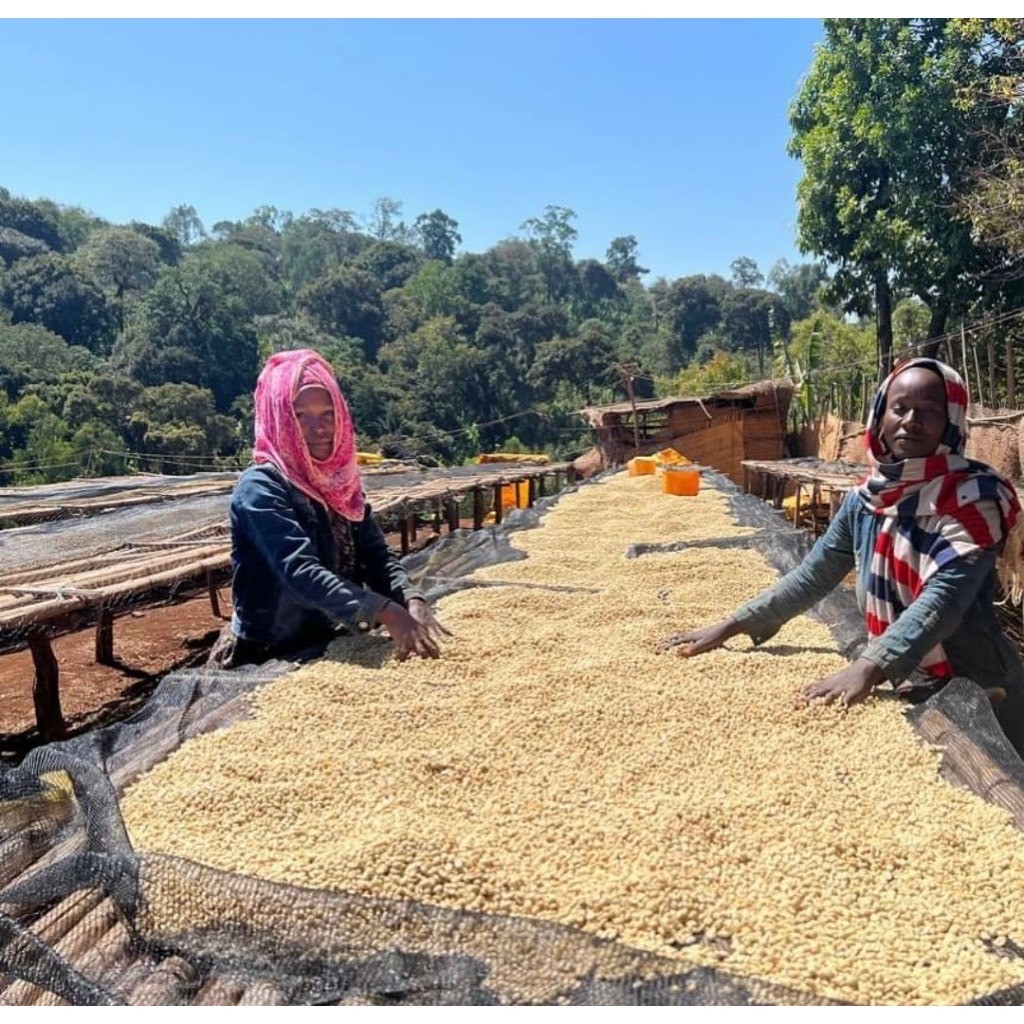 Ethiopia Yirgacheffe Aricha Adorsi, Fully Washed Process, Light Roast