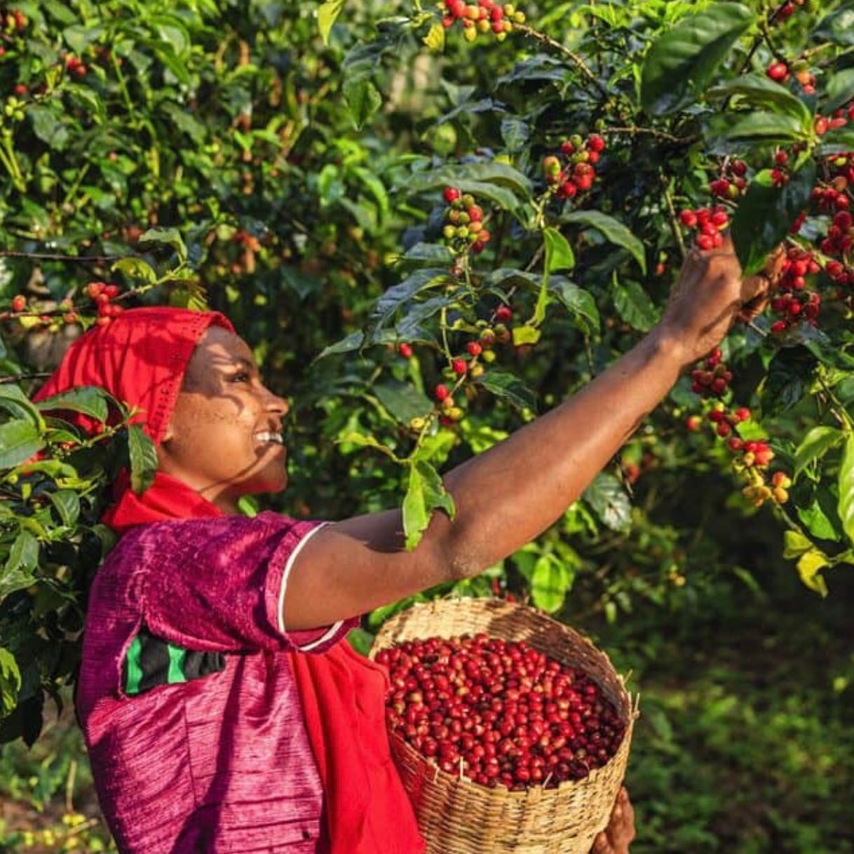 Ethiopia Guji Hambela Buku Abel, Natural Process, Light Roast
