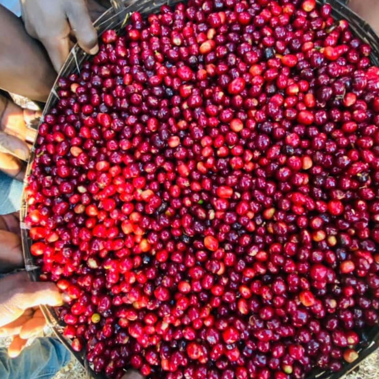 Ethiopia Guji Hambela Buku Abel, Natural Process, Light Roast