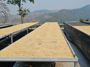 Thailand Sirinya Coffee By Oil and Goh Chaosuwanvilai