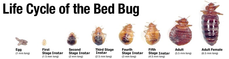 All About The Bed Bug Life Cycle 731