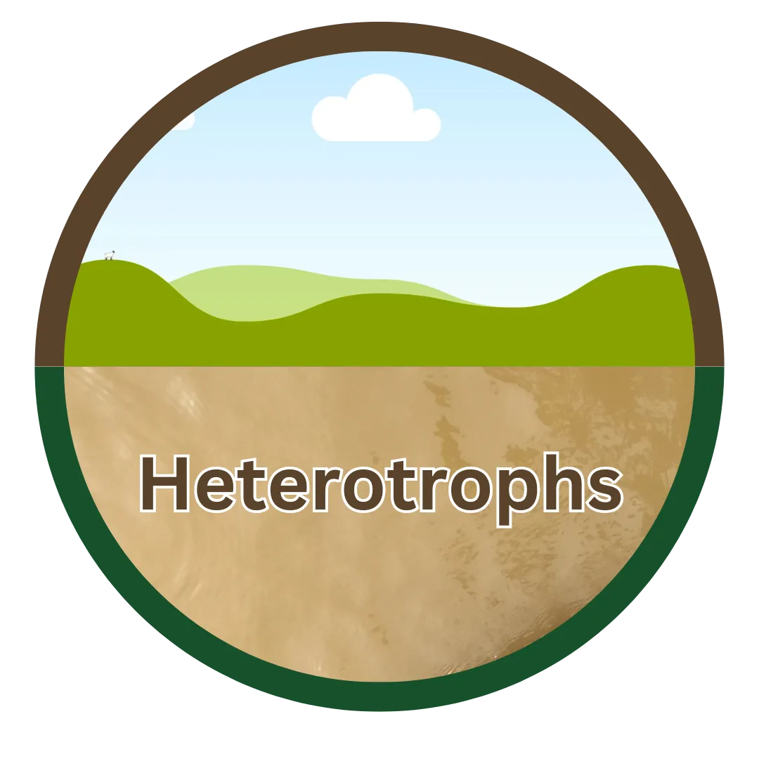 Heterotrophs aquaculture