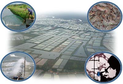 Aquamimicry Shrimp Farming