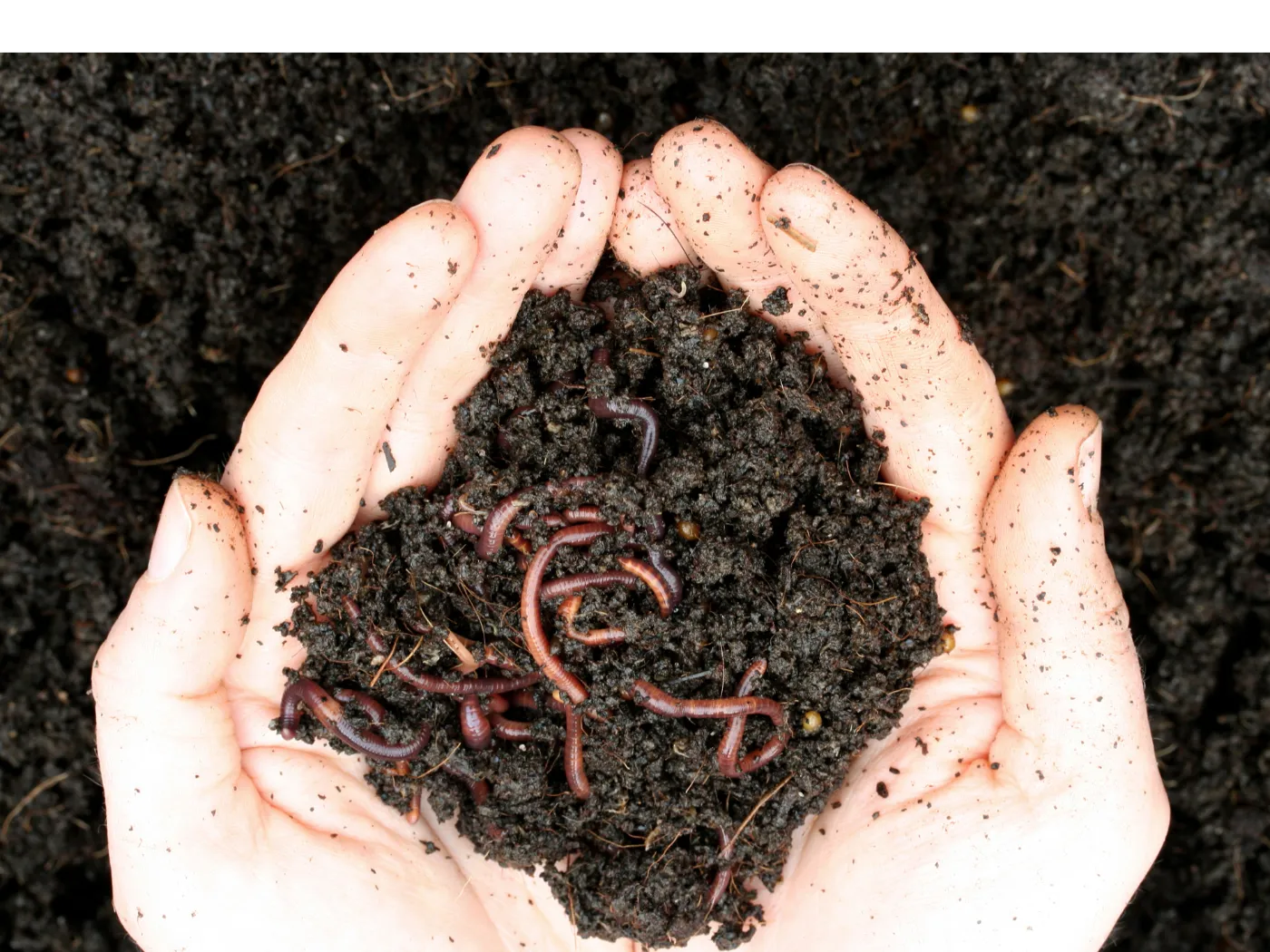 Compost Accelerator Microbes: Boost Composting Efficiency with ...