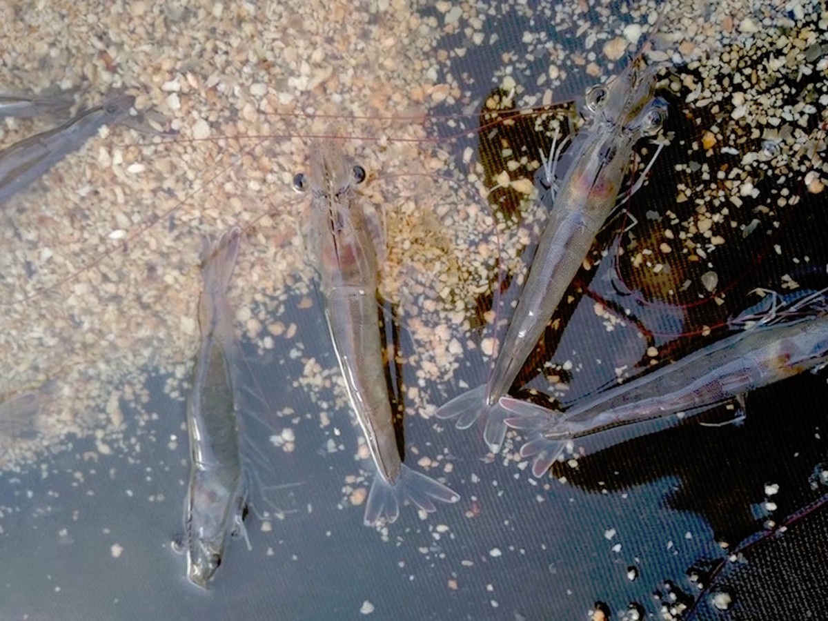 Protocol Aquamimicry Shrimp Farming
