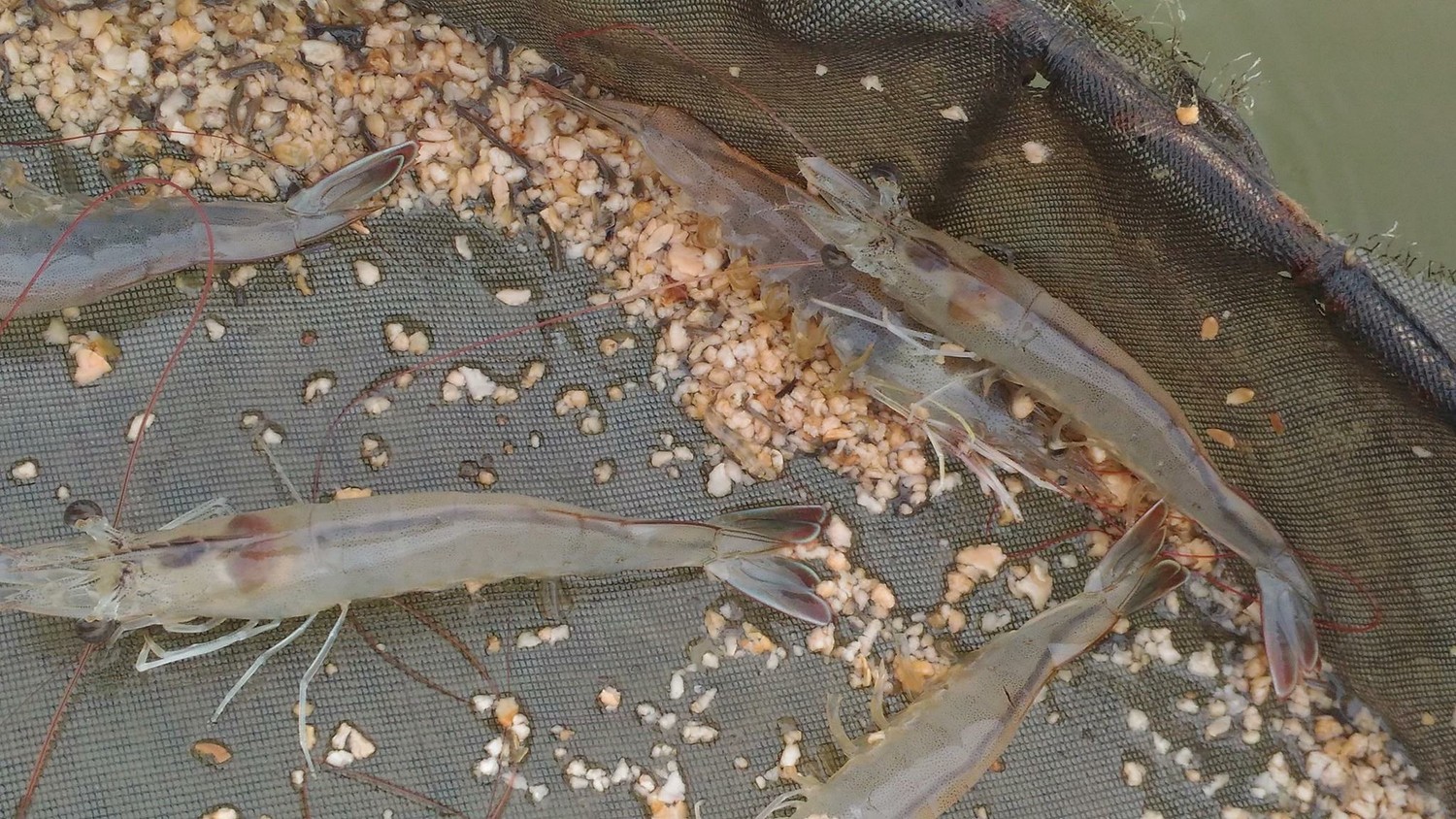 Protocol Aquamimicry Shrimp Farming