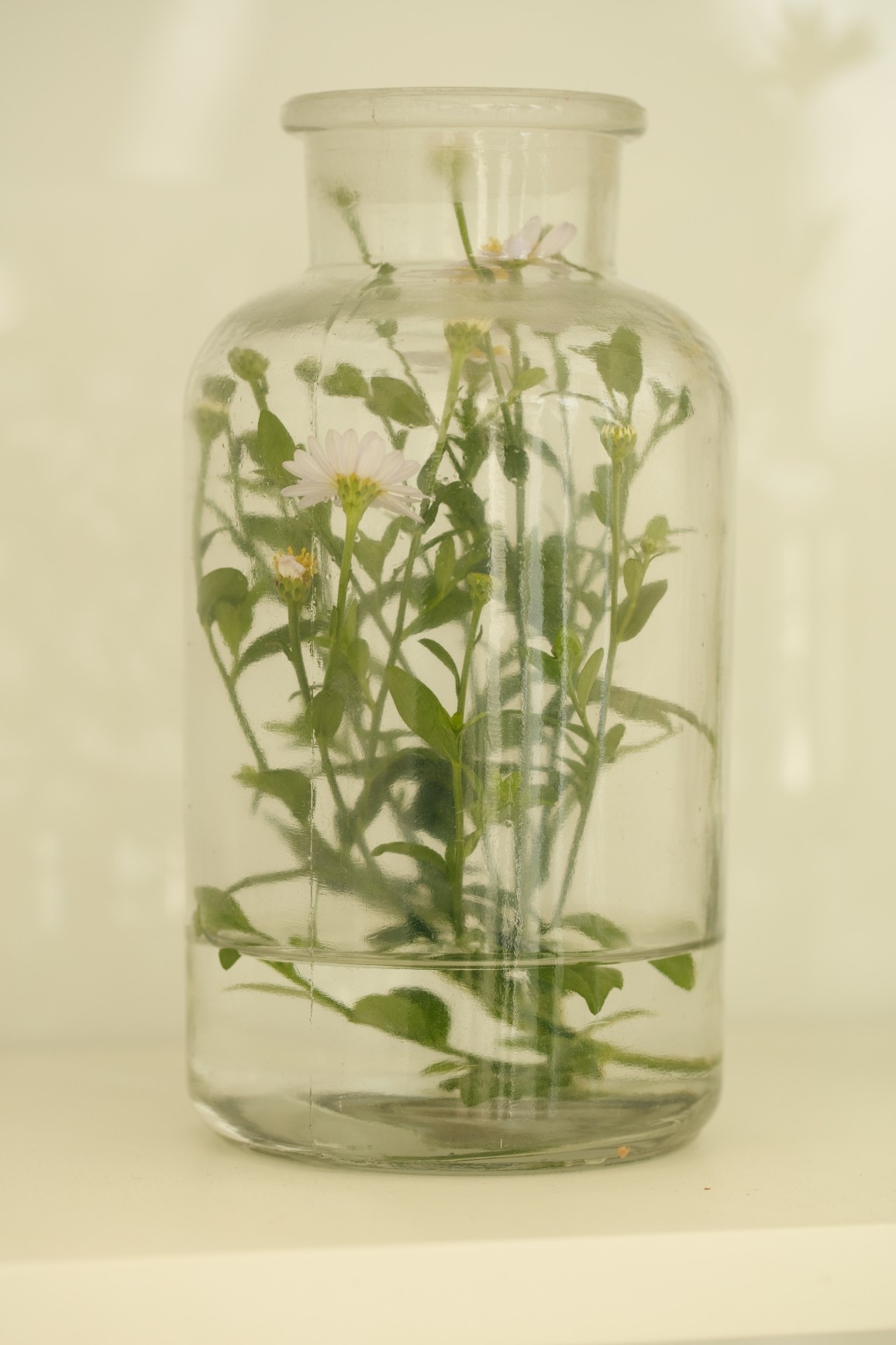 RIPPLE RETREAT : THE GARDEN RUNWAY