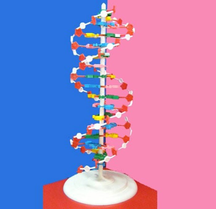 MODEL DNA